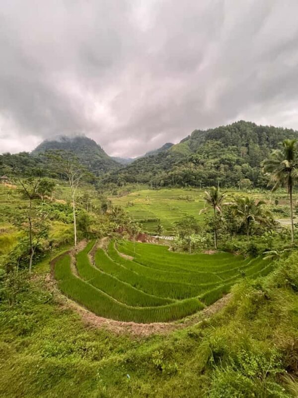 Selogriyo Temple Coffee Processing & Village Trekking Tour - Frequently Asked Questions