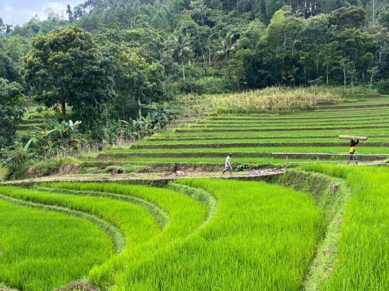 Selogriyo Temple Coffee Processing & Village Trekking Tour - Final Thoughts