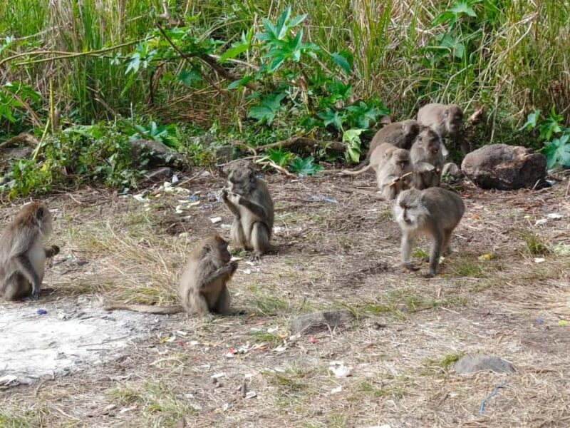 Sembalun,Torean Or Senaru : 3D/2N Mount Rinjani Summit Trek - The Itinerary: A Day-by-Day Breakdown