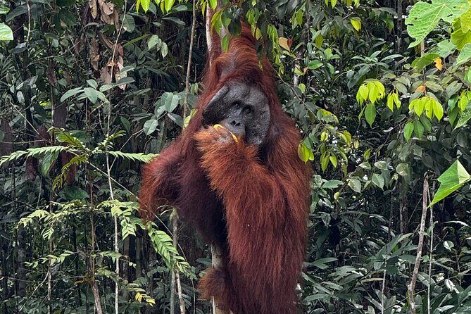 Semenggoh Orangutan and Annah Rais Longhouse - Key Points