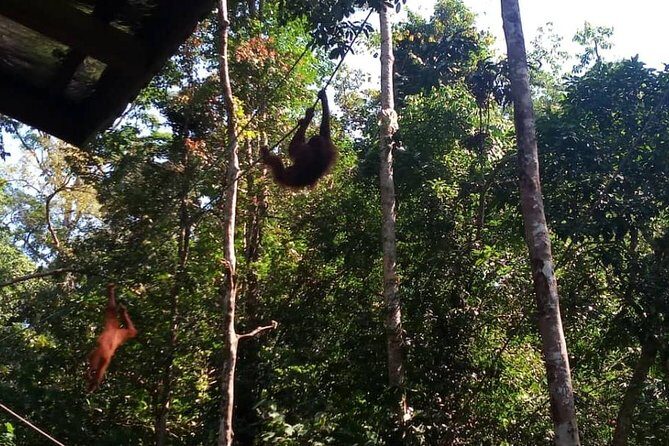 Semenggoh Orangutan Center & Sarawak Cultural Village - Insights from Reviews