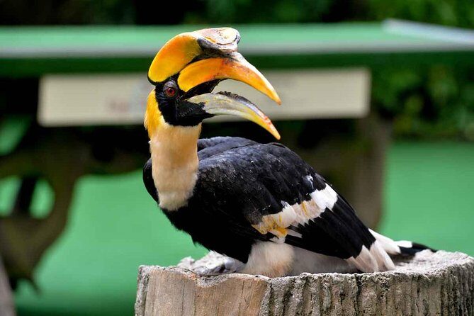 Semenggok Wildlife Centre - What to Expect from the Tour