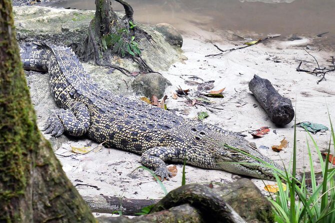 Semenggok Wildlife Centre - The Authenticity and Ethical Considerations