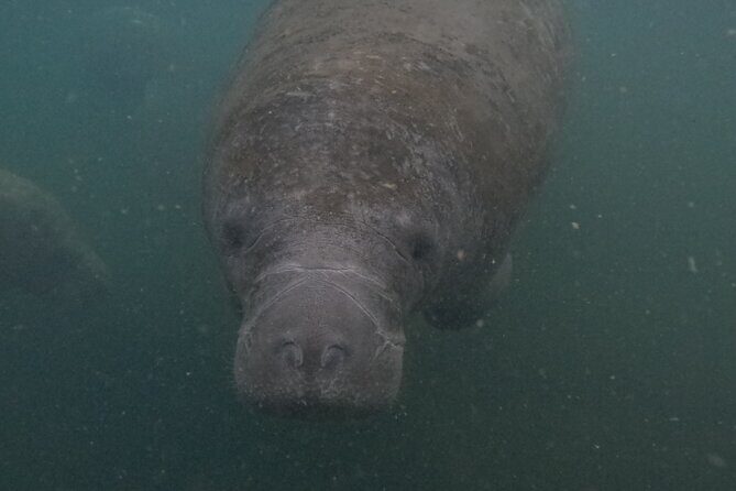 Semi-Private Crystal River Manatee Swim Tour - Authentic Insights from Other Travelers