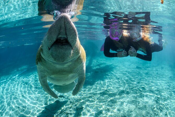 Semi-Private Crystal River Manatee Swim Tour - Why Choose This Tour?