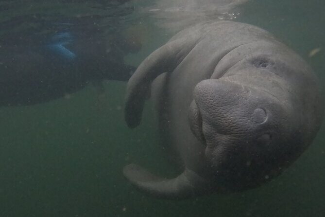 Semi-Private Crystal River Manatee Swim Tour - Who Should Consider This Tour?