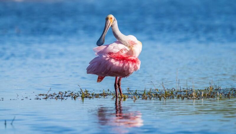 Semi-Private Everglades Tour from Miami Or Fort Lauderdale - What Past Travelers Say