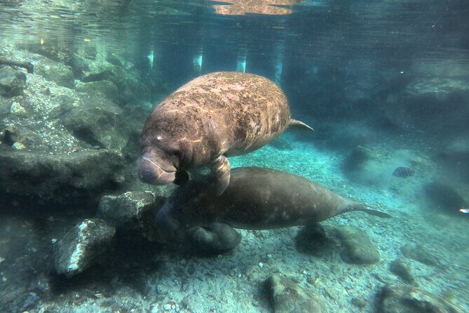 Semi Private Manatee Swim Tour - An In-Depth Look at the Manatee Snorkeling Experience
