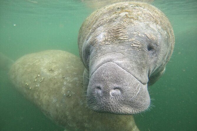 Semi Private Manatee Swim Tour - Summary and Final Thoughts