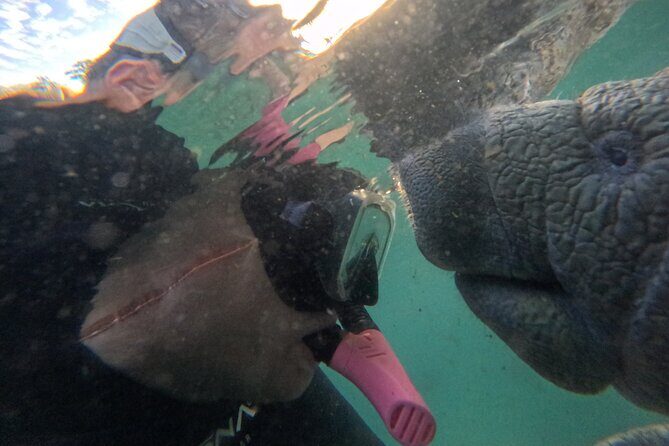 Semi Private Manatee Swim Tour - Who Is This Tour Best For?