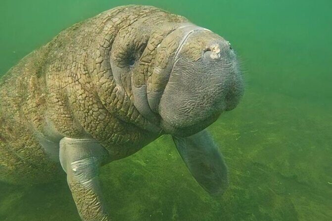 Semi-Private Manatee Swim Tour With Guide (Photos Included) - An In-Depth Look at the Manatee Swim Experience