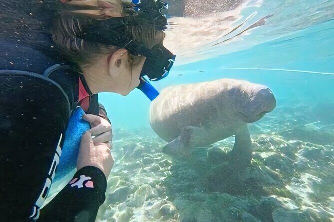 Semi-Private Manatee Swim Tour With Guide (Photos Included) - FAQ