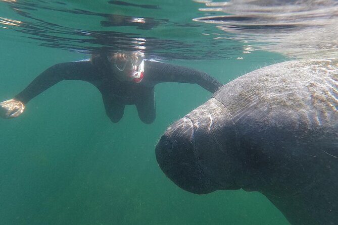 Semi-Private Manatee Swim Tour With In-Water Guide/Photographer - Introducing the Manatee Swim Tour in Crystal River