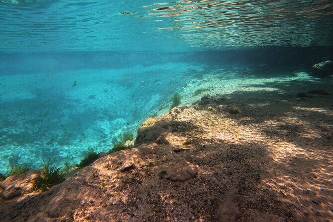 Semi-Private Manatee Swim Tour With In-Water Guide/Photographer - Key Points