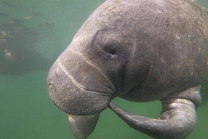 Semi-Private Manatee Swim Tour With In-Water Guide/Photographer - Authentic and Family-Friendly