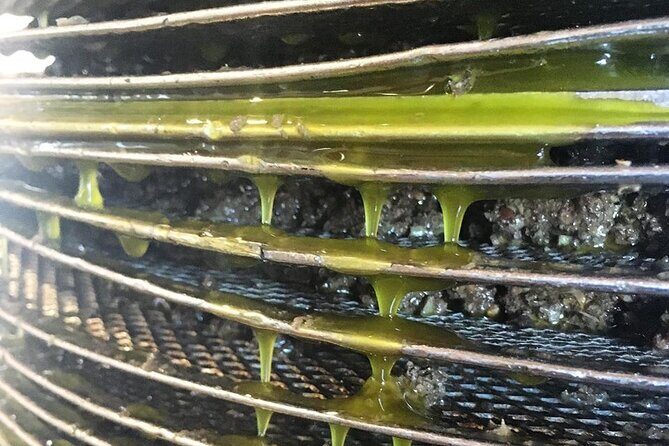 Semi- Private Olive Grove and Dragon Fruit Farm with Tastings - A Detailed Look at the Tour Itinerary
