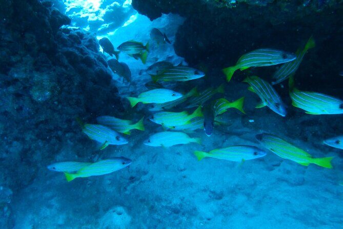 Semi -Private Snorkel Escursions in Lahaina, Maui - Introduction
