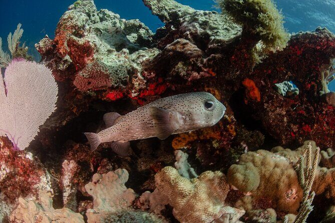 Semi Private Snorkeling Tour in Isla Mujeres - Key Points