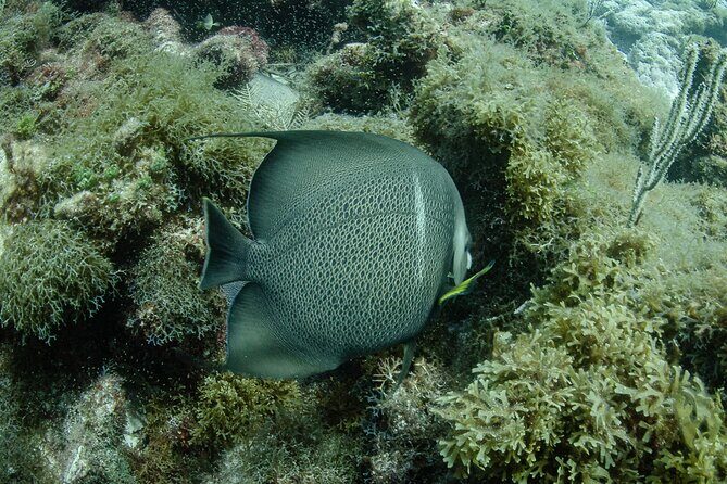 Semi Private Snorkeling Tour in Isla Mujeres - The Sum Up: Who Will Love This Snorkeling Tour?