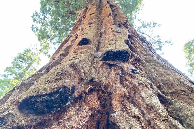Semi Private Tour to Sequoia National Park with Lunch - Who Will Love This Experience?