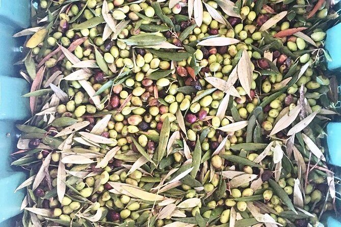 Semi Private Wine and Olive Oil tour (Transfer & Lunch Incl.) - Is This Tour Right for You?