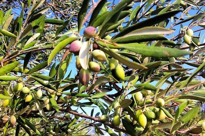 Semi Private Wine and Olive Oil tour (Transfer & Lunch Incl.) - Frequently Asked Questions