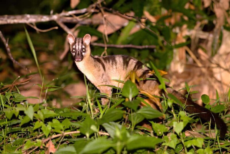 Semporna: 4-Day Maliau Basin Hiking Expedition - The Experience in Practice — What Travelers Say