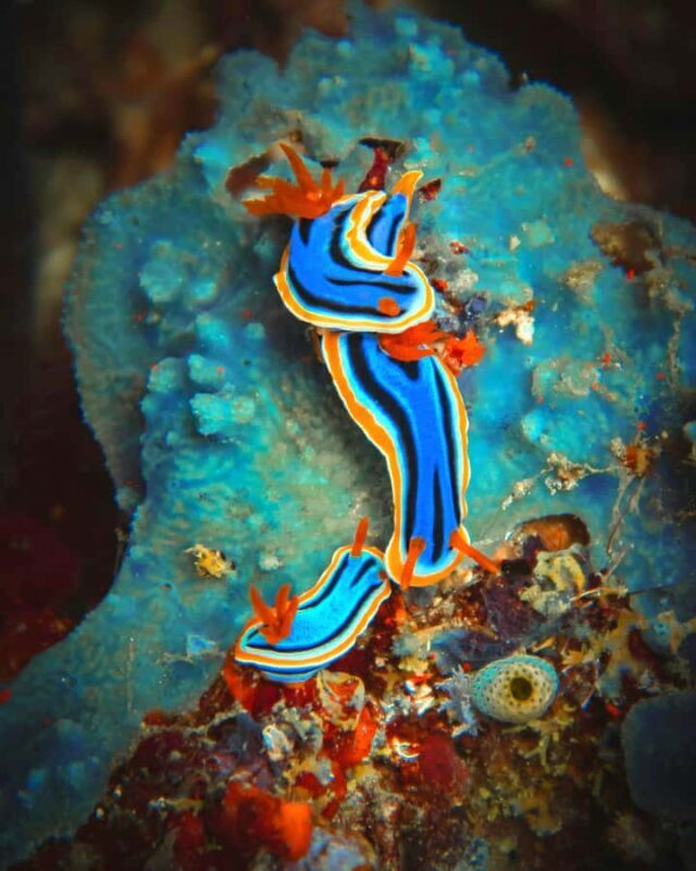 Semporna: Dive Buwan Reef at Night with Dinner & Transfer - Final Thoughts