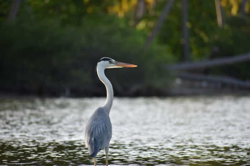 Semporna: Light Fishing & Mangrove Wildlife Cruise Dinner - Value and Pricing