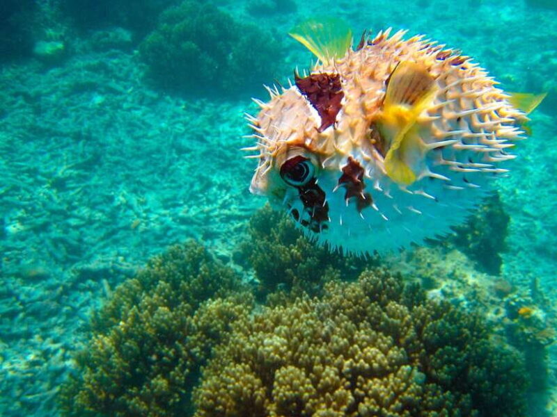 Semporna: Mabul and Kapalai Trip in Snorkel or Dive & Lunch - Final Thoughts: Is It Worth It?