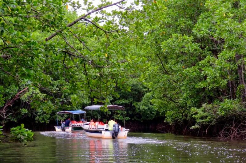 Semporna: Mangrove Cruise, Fireflies, Dinner & Transfer - An Honest Look at the Experience