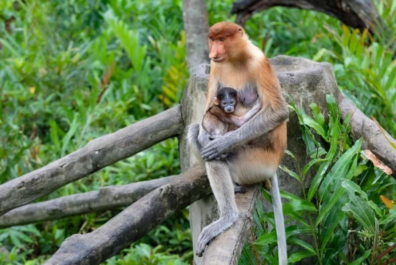 Semporna: Mangrove Cruise, Fireflies, Dinner & Transfer - Final Thoughts: Is This Tour Right for You?