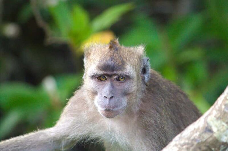 Semporna: Mangrove Cruise, Fireflies, Dinner & Transfer - In Closing