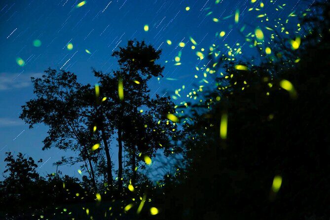 Semporna : Mangrove Cruise, Fireflies, Transfer & Dinner - Deep Dive: What Makes This Tour Special