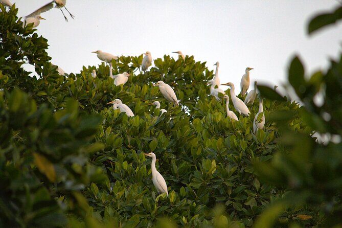 Semporna : Mangrove Cruise, Fireflies, Transfer & Dinner - Final Thoughts: Who Will Love This Tour?