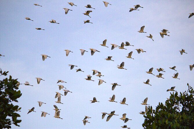 Semporna : Mangrove Cruise, Fireflies, Transfer & Dinner - FAQs