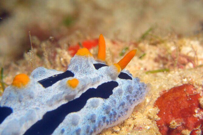 Semporna Night Dive Buwan Reef With Dinner by Boat - Final Word