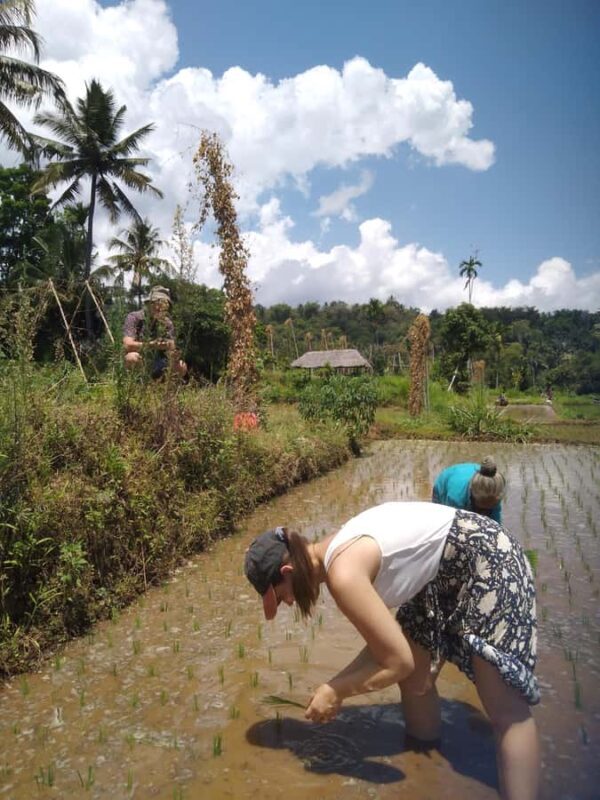 Senaru Soft Trekking Tour - An In-Depth Look at the Senaru Soft Trekking Tour