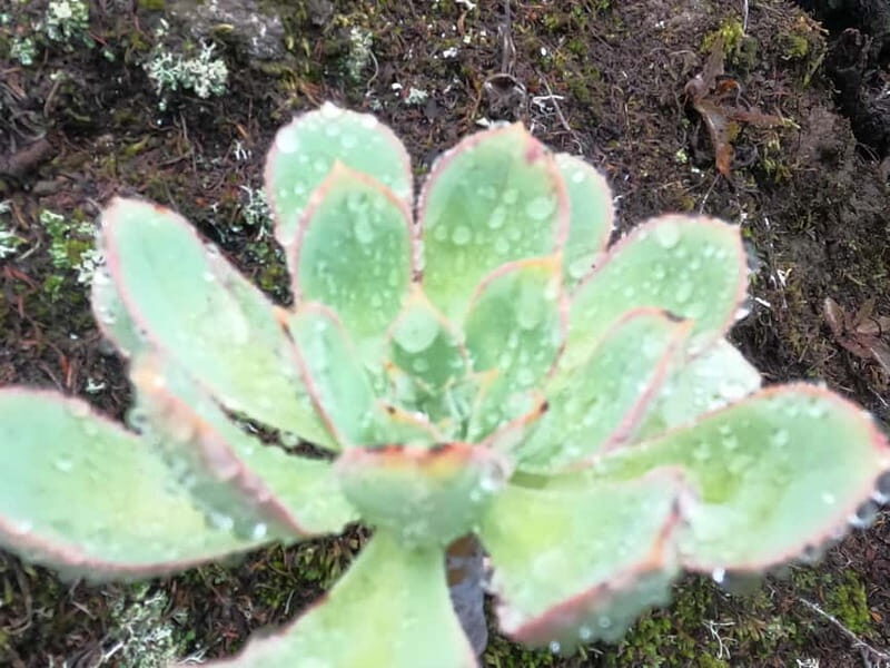Senderismo Cumbres de Masca y monte del agua - Final Thoughts: Who Will Love This Tour?