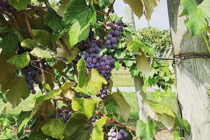 Seneca Lake South Wine Tastings Tour - Final thoughts