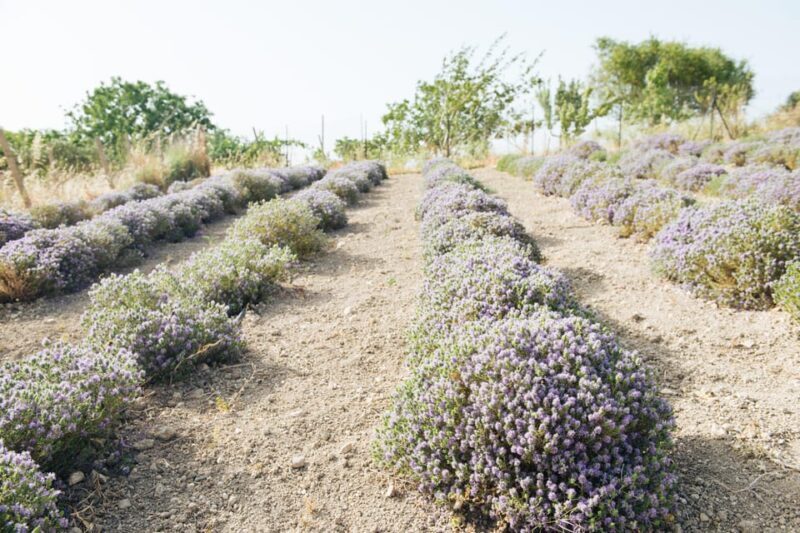 Sensory walk with lunch in the Caltagirone countryside - A closer look at the experience