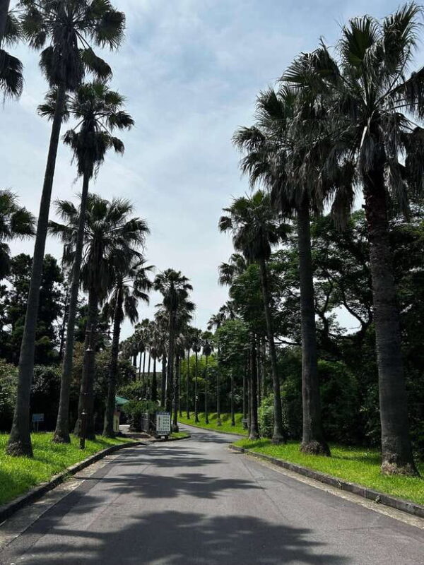 Seogwipo Jungmun Area Walking Tour - Exploring the Seogwipo Jungmun Area Walking Tour: A Balanced Look