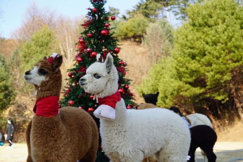 Seoul: Alpaca/Nami/Eobi(+RailBike, Strawberry optional) Tour - Exploring Seoul’s Surroundings: A Practical Guide to the Alpaca/Nami/Eobi Tour
