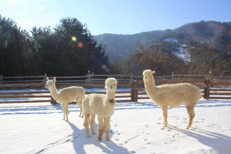 Seoul: Alpaca/Nami/Eobi(+RailBike, Strawberry optional) Tour - Practical Details and Logistics
