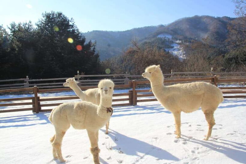Seoul: Alpaca/Nami/Garden of Morning Calm Tour (+Rail Bike) - Alpaca World: Cuddly Encounters and Forest Fun