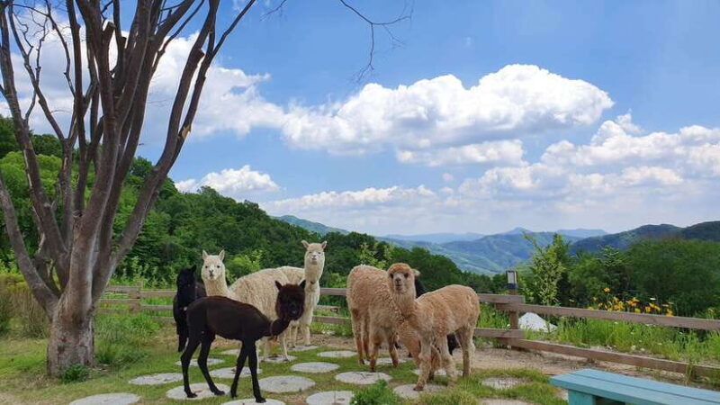 Seoul: Alpaca/Nami/Garden of Morning Calm Tour (+Rail Bike) - Garden of Morning Calm: Korea’s Floral Treasure