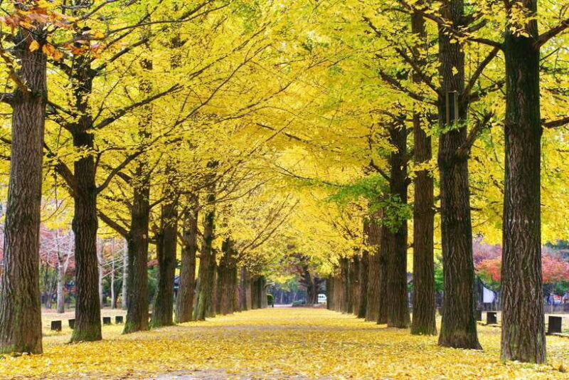 Seoul: Alpaca/Nami/Garden of Morning Calm Tour (+Rail Bike) - Who Should Consider This Tour?