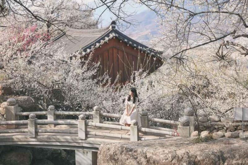 Seoul/Busan: Gwangyang Plum Blossom Festival Spring Day Tour - Key Points