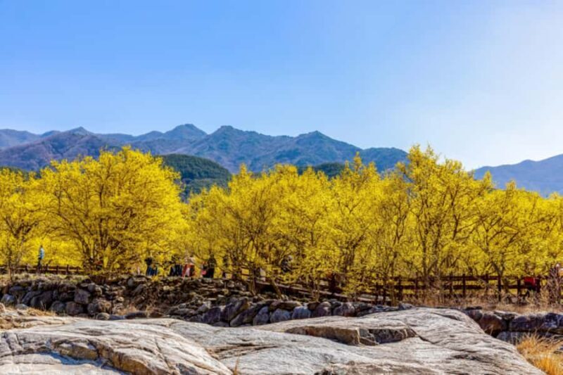 Seoul/Busan: Gwangyang Plum Blossom Festival Spring Day Tour - The Sum Up