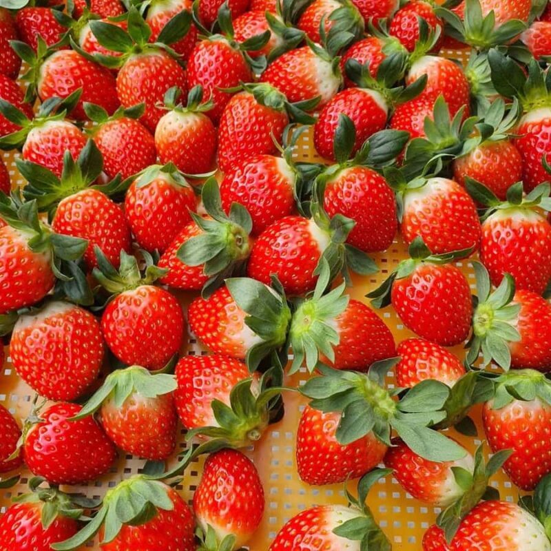 Seoul: Cheongyang Ice Festival & Strawberry Picking - Key Points